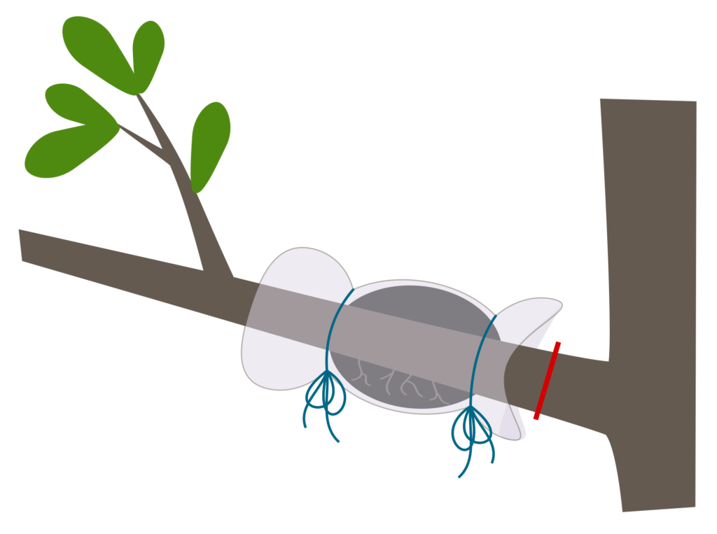 Bouture et marcotte : multiplication des vivaces - Terra Preta