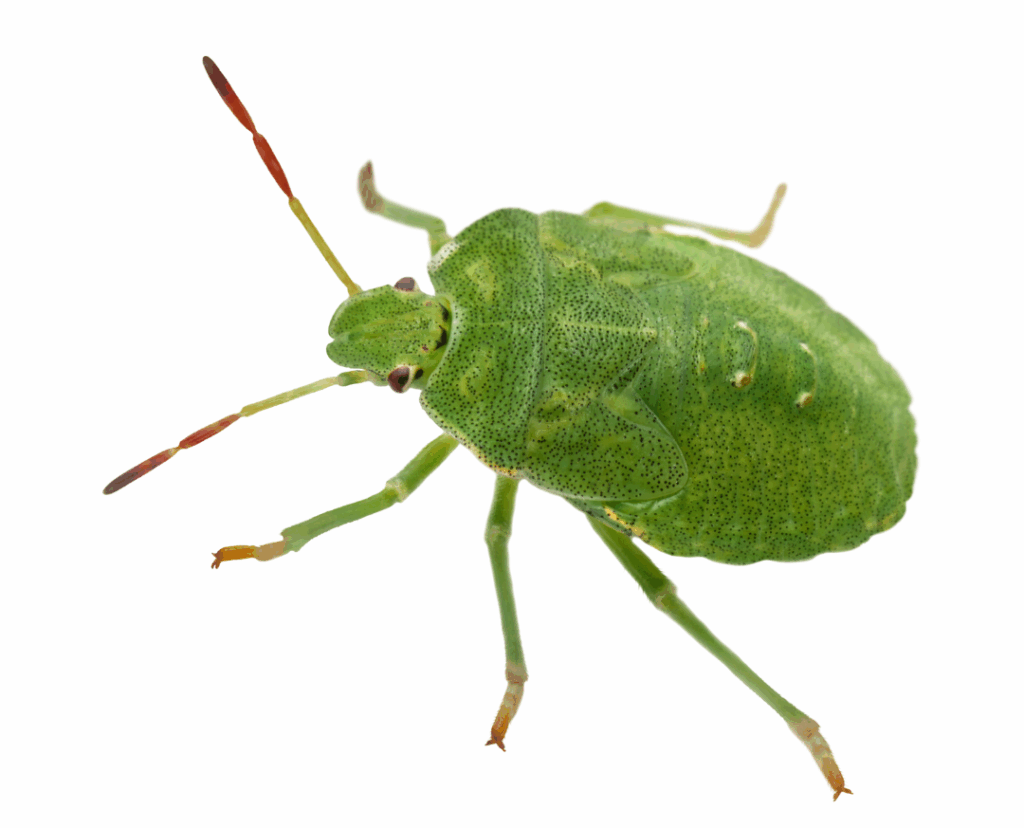 Viens découvrir les insectes de l'Archipel des Salins - Terra Preta